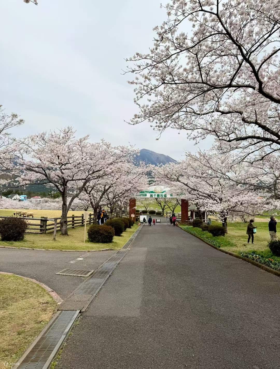 [All checked-in Kagoshima Kirishima Line] Boutique small group one-day ...